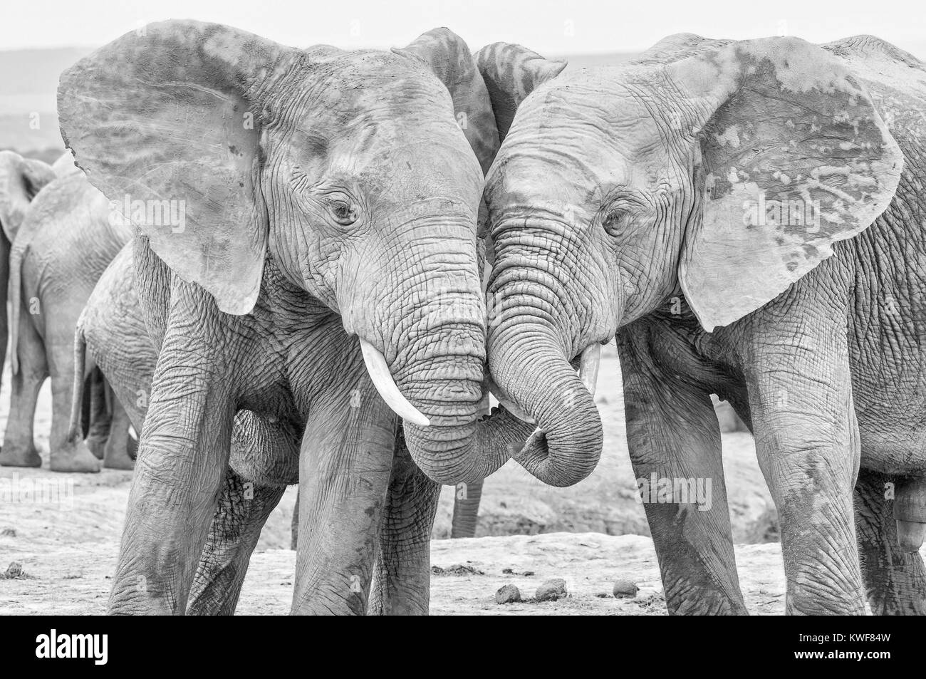 Fauna animal africana Black and White Stock Photos & Images - Alamy