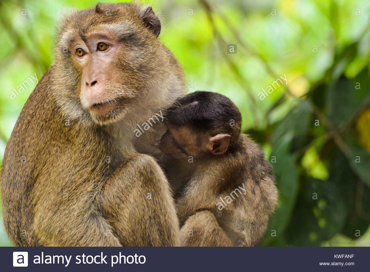 Short Tailed Macaque Stock Photos & Short Tailed Macaque Stock Images ...