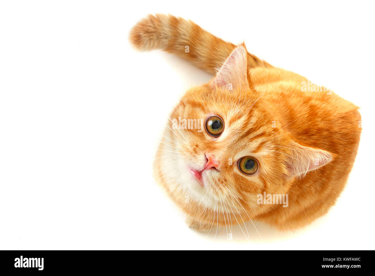 Cat looking up - isolated on white Stock Photo - Alamy