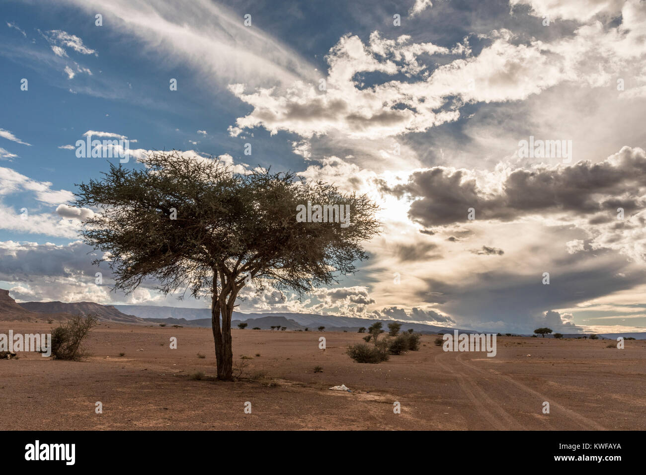 Singular tree hi-res stock photography and images - Alamy