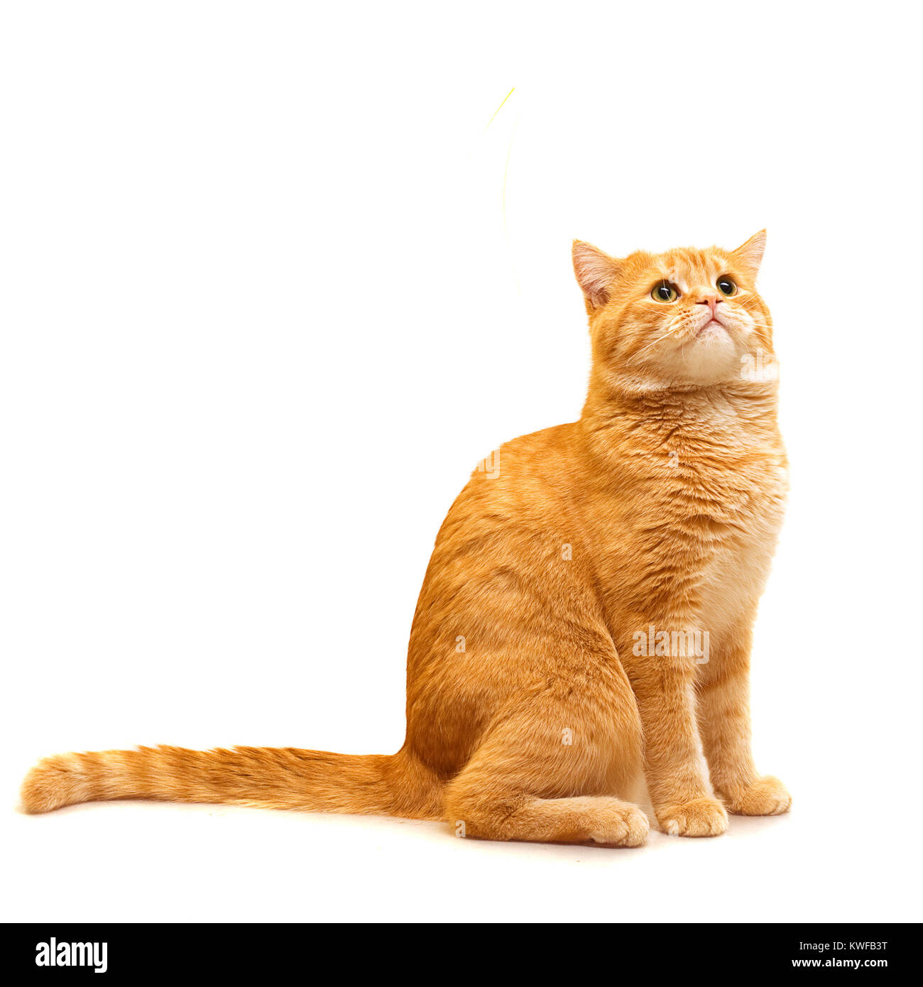 Red domestic cat looking up - isolated on white background Stock Photo ...