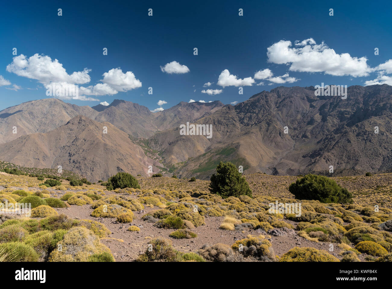 High mountain vegetation hi-res stock photography and images - Alamy