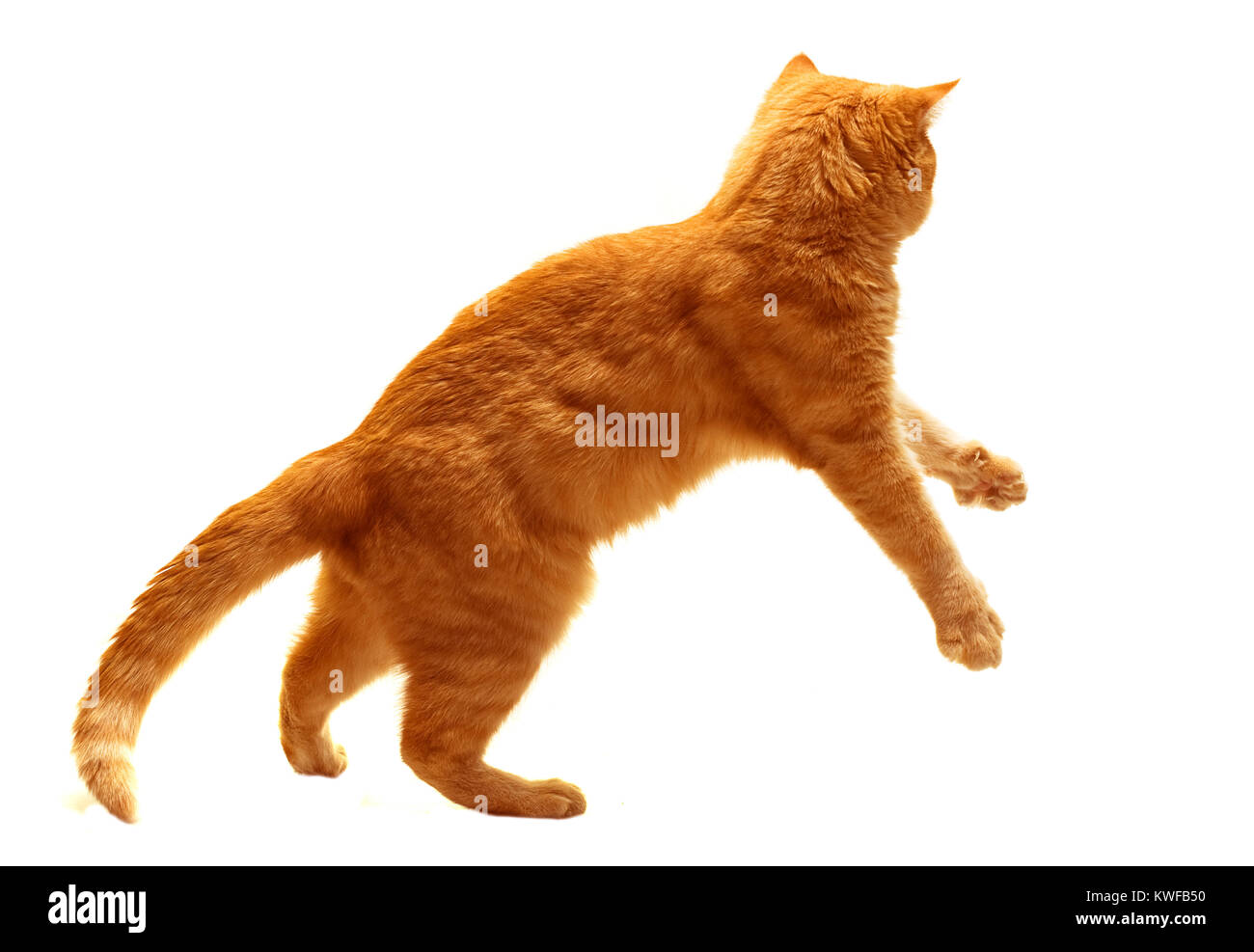 Cat jumps hi-res stock photography and images - Alamy