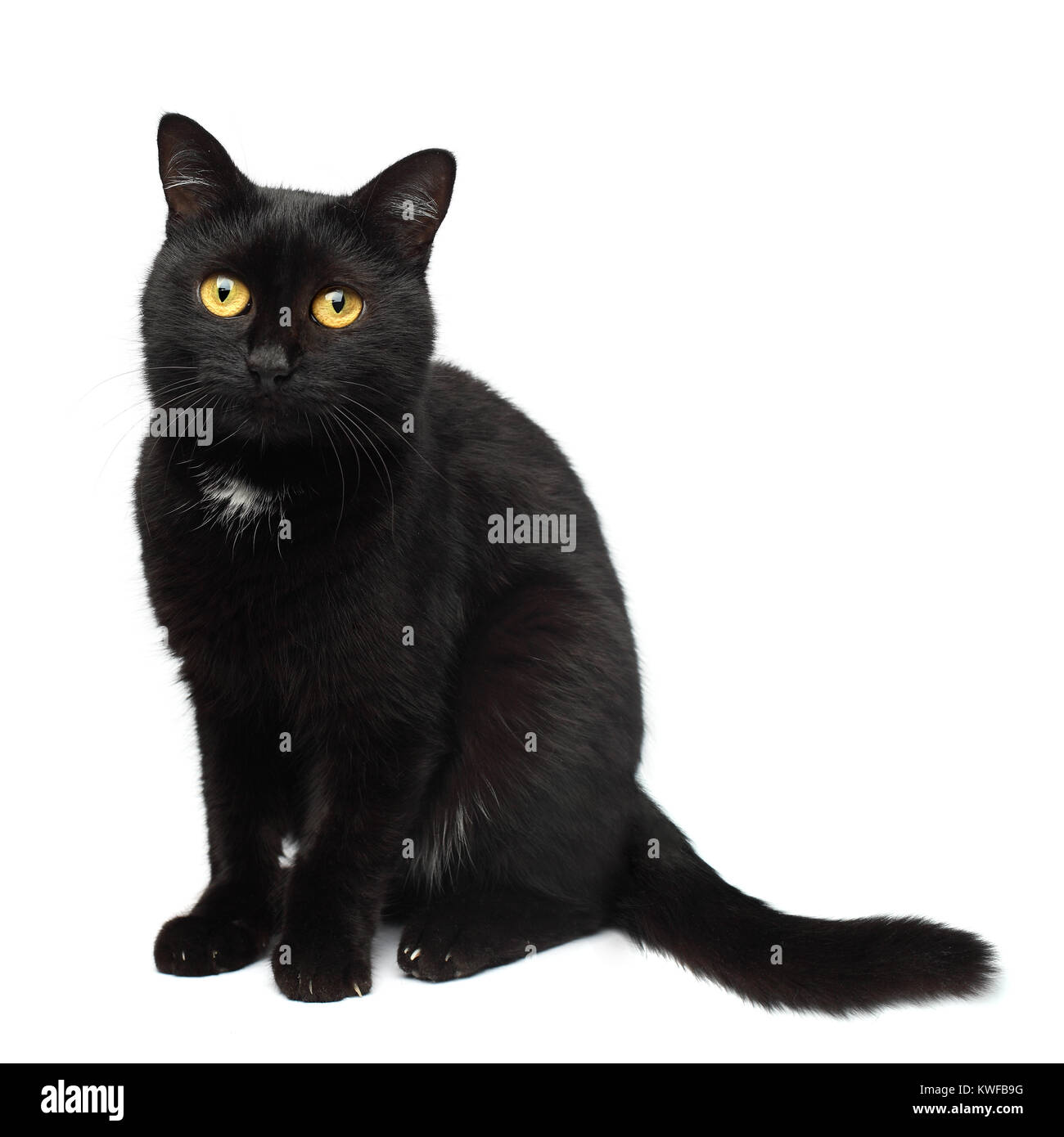 Black cat on white background Stock Photo - Alamy