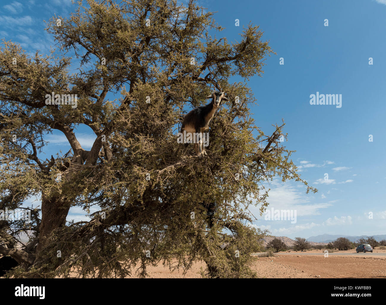 Goats in an argan tree hi-res stock photography and images - Alamy