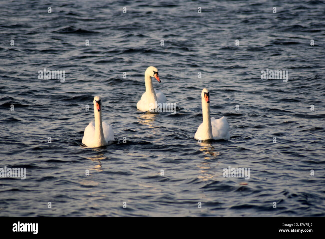 Teamwork synchronized hi-res stock photography and images - Alamy