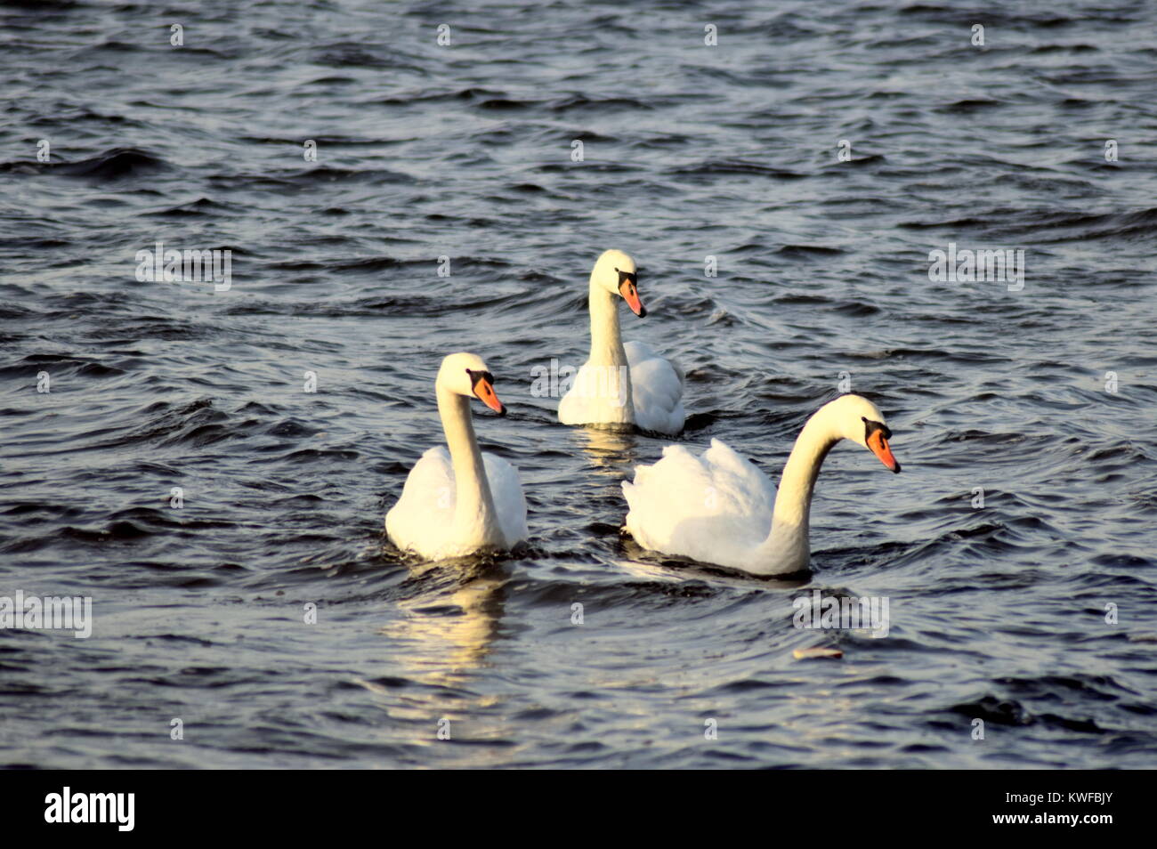 Three white swans on patrol. Team work Stock Photo - Alamy