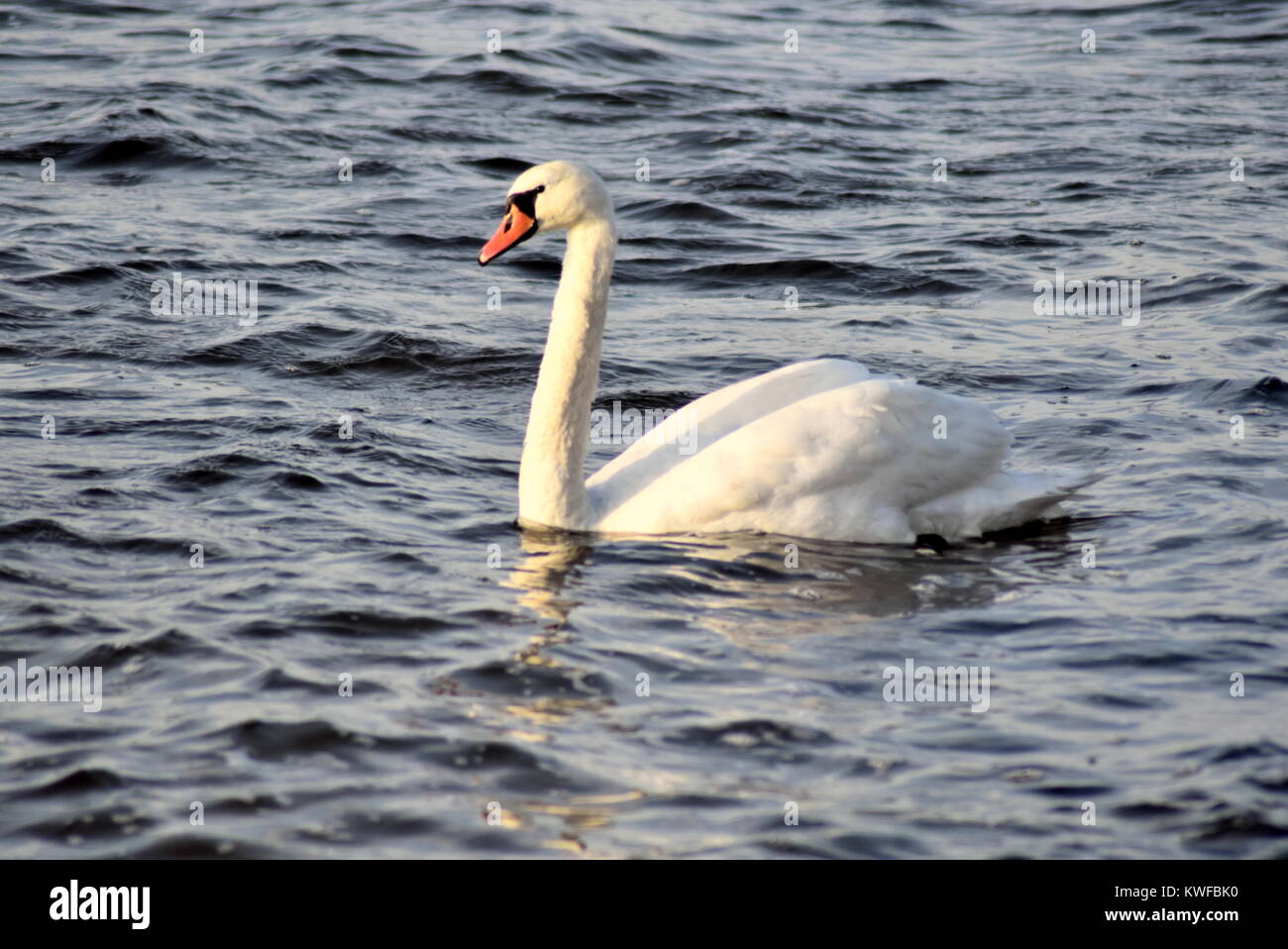 White Swan swimming in the seashore water Stock Photo - Alamy