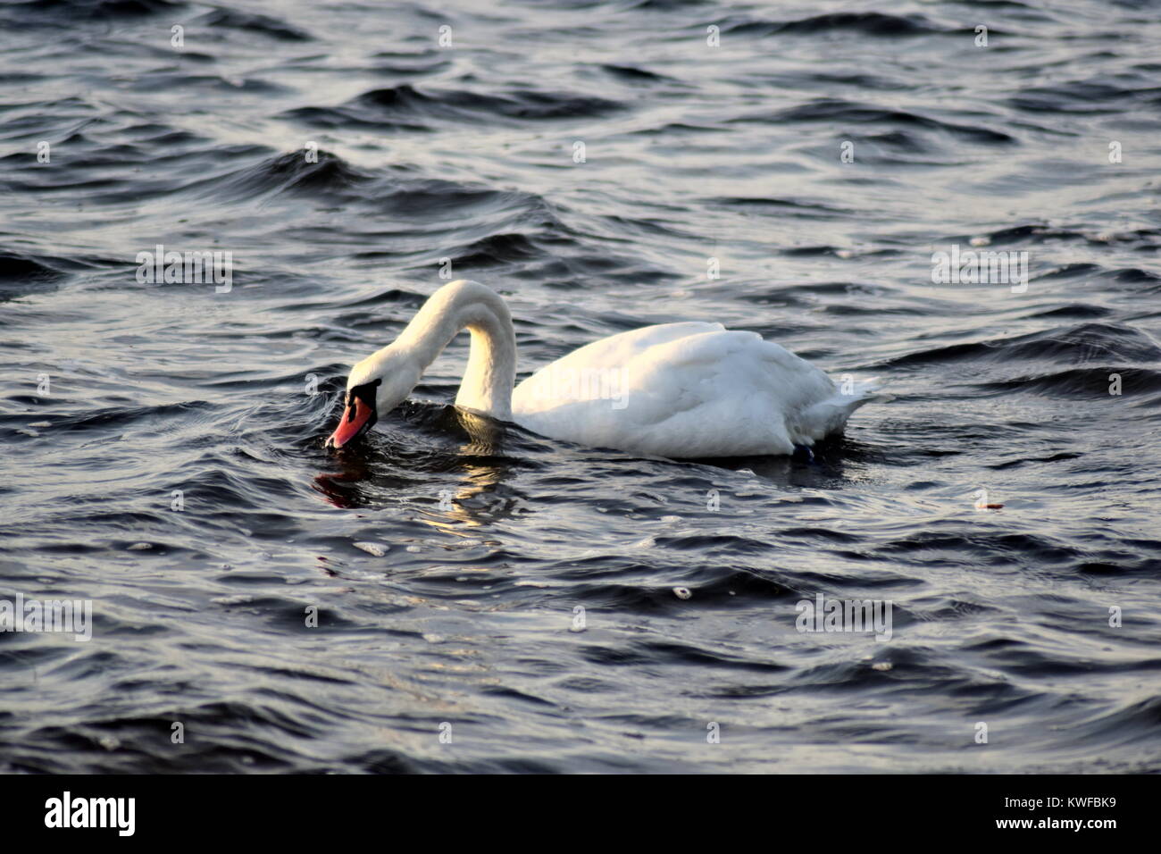 White Swan swimming in the seashore water Stock Photo - Alamy