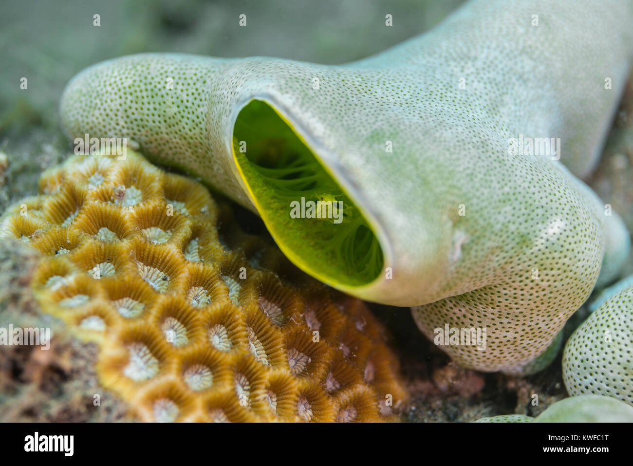 Tunicate on a hard coral Stock Photo - Alamy