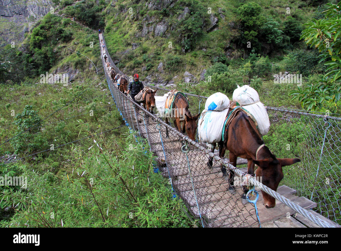 Donkeys on the suspension bridge in Nepal Stock Photo - Alamy