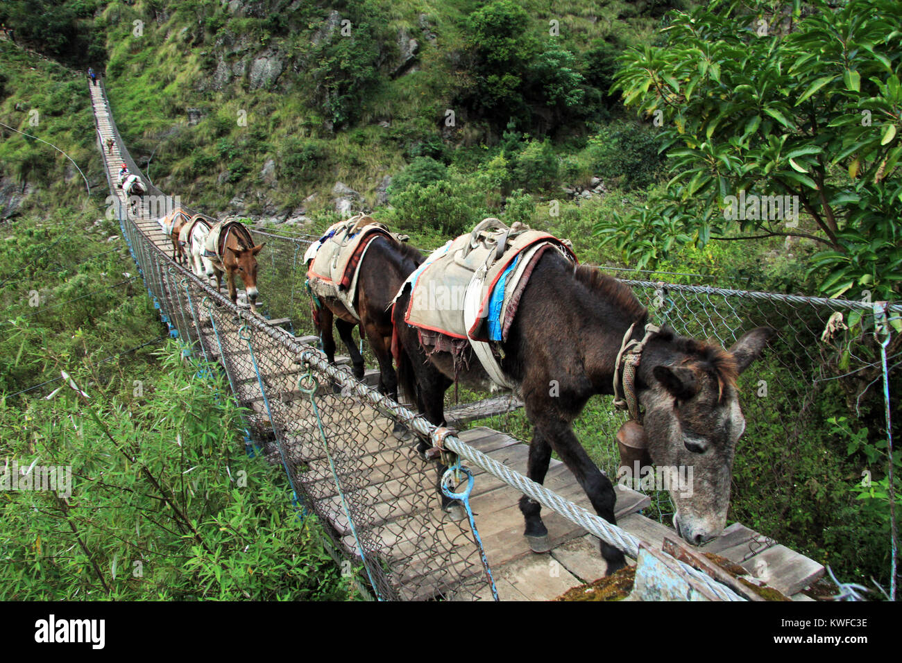 Walking donkeys on the suspension bridge in Nepal Stock Photo - Alamy