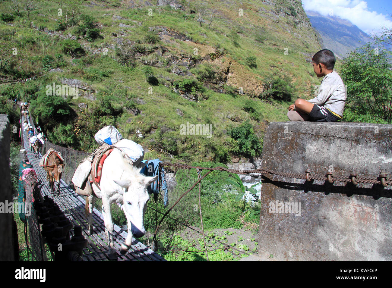 Donkey on suspension bridge hi-res stock photography and images - Alamy