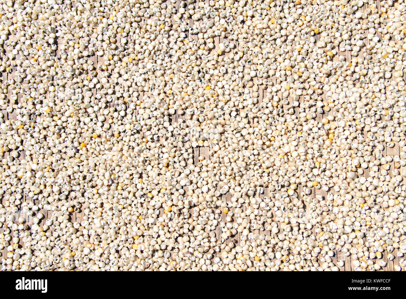 Crop Corm High Resolution Stock Photography and Images - Alamy