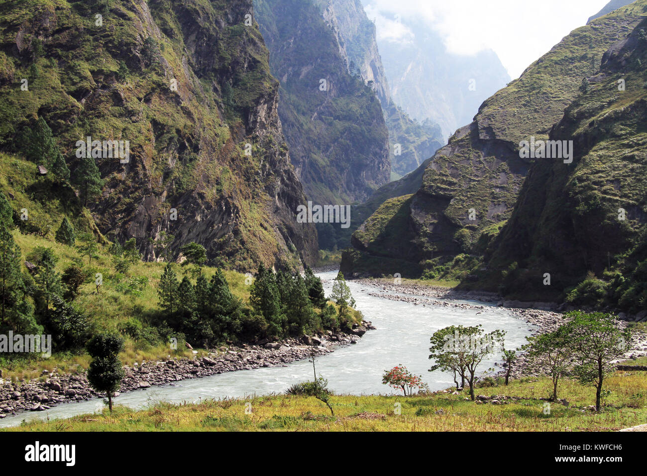 Trees and mountain river in Nepal Stock Photo - Alamy