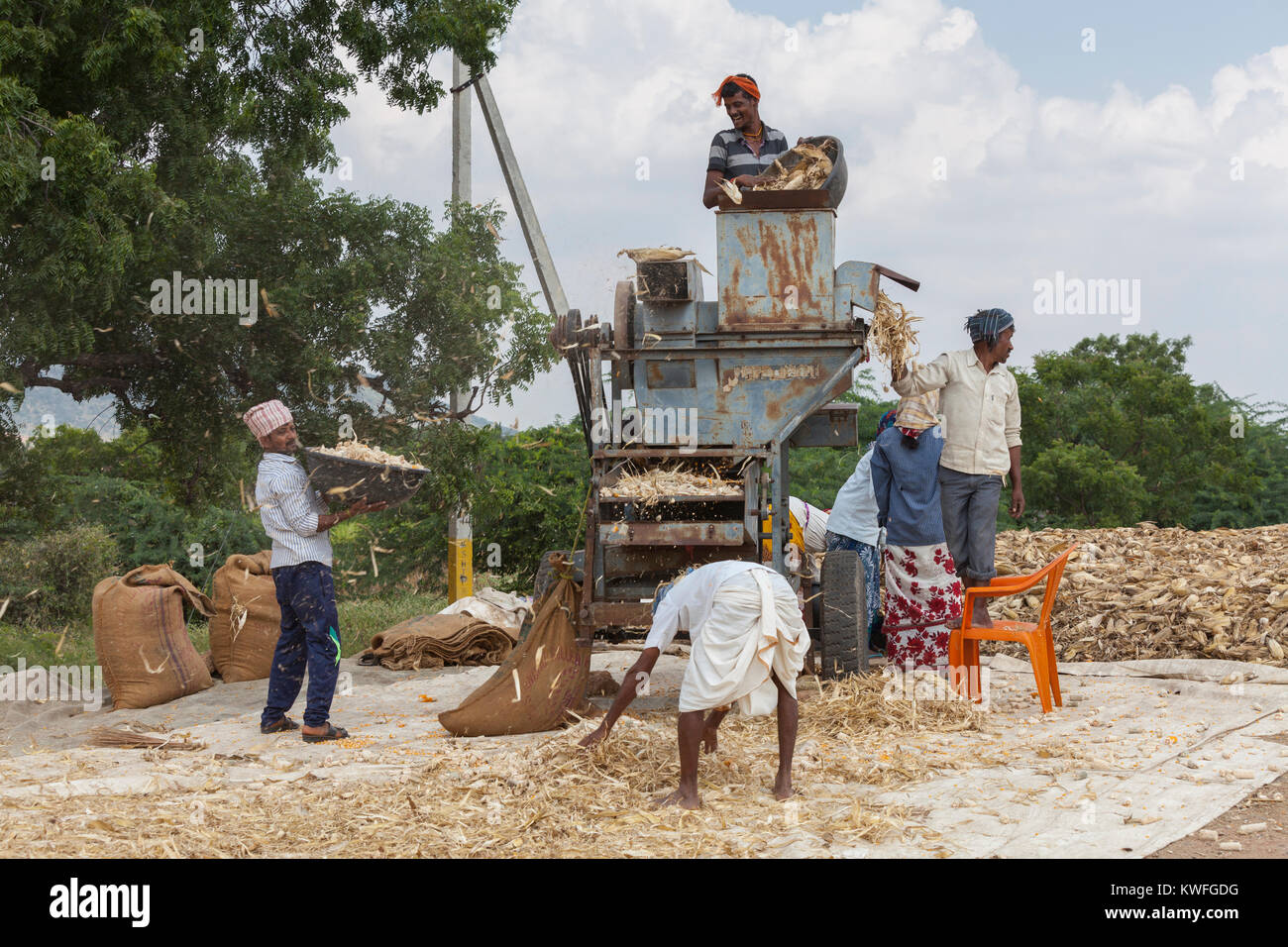India, Karnataka, Aihole, Indian Farmers threshing corn cob Stock Photo ...