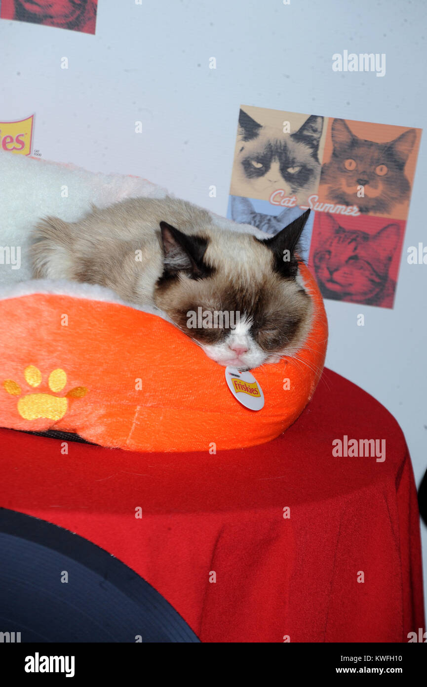 NEW YORK, NY - JULY 16: Grumpy Cat attends the 'Cat Summer' video ...