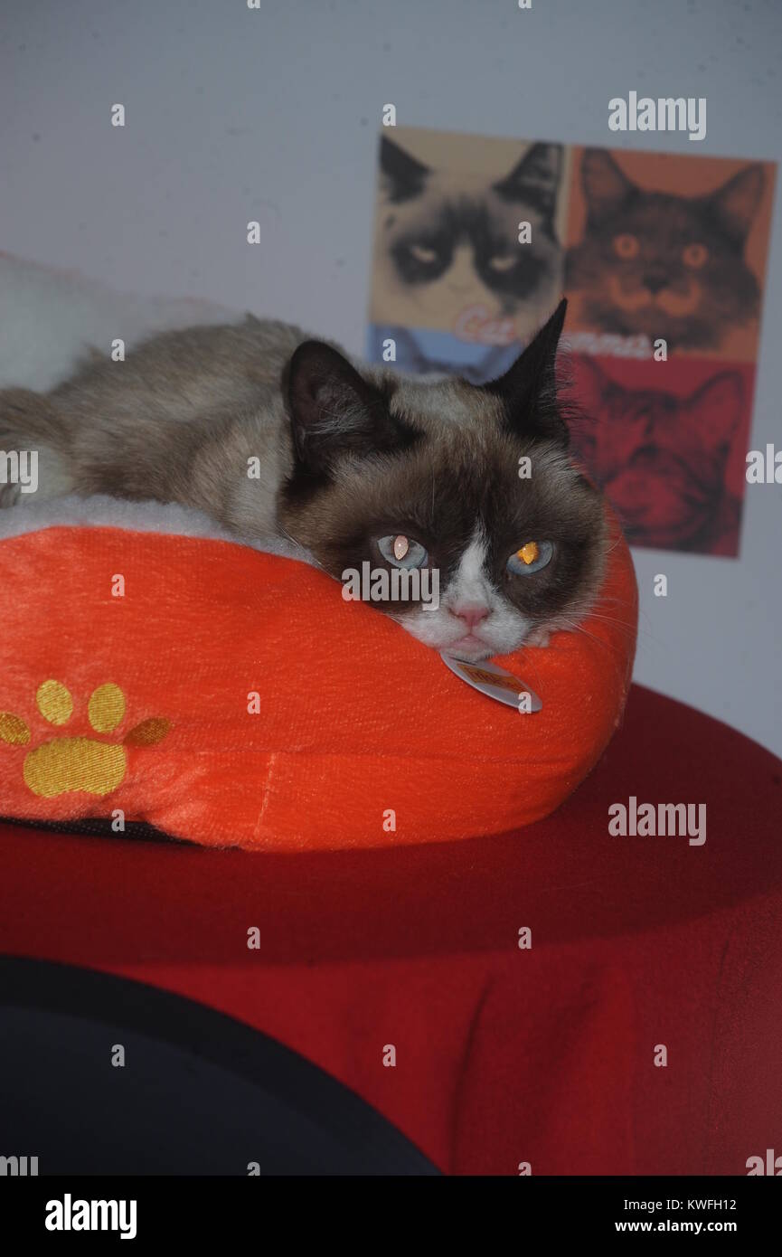 NEW YORK, NY - JULY 16: Grumpy Cat attends the 'Cat Summer' video ...