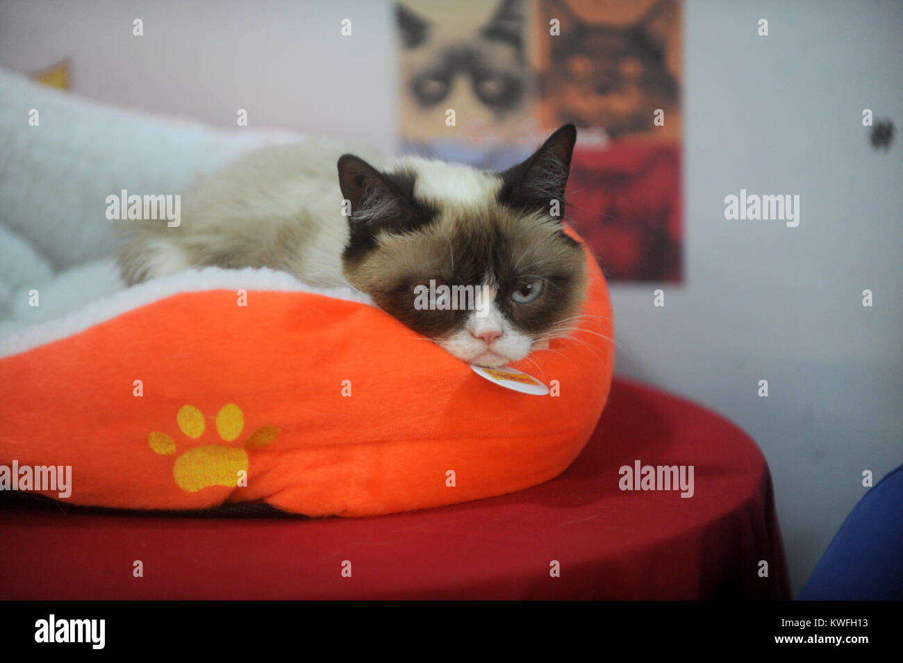 NEW YORK, NY - JULY 16: Grumpy Cat attends the 'Cat Summer' video ...