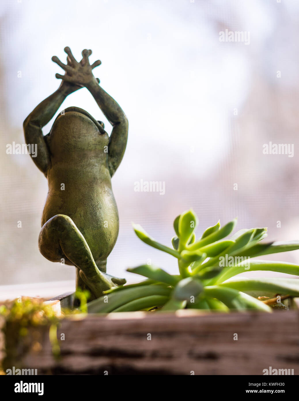 Funny Frog Backgrounds