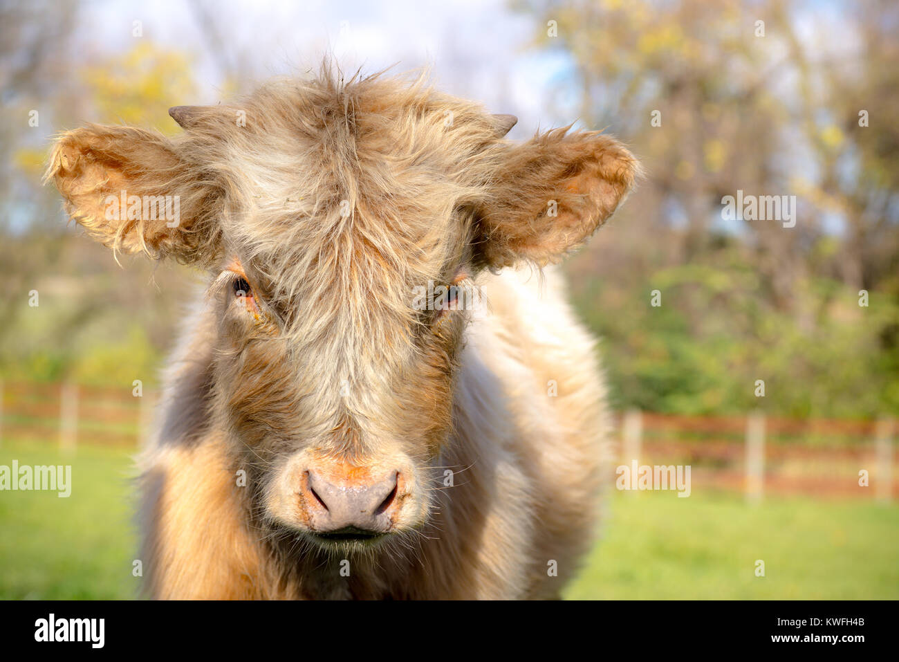closeup face cow. american highland fuzzy steer looking right into ...
