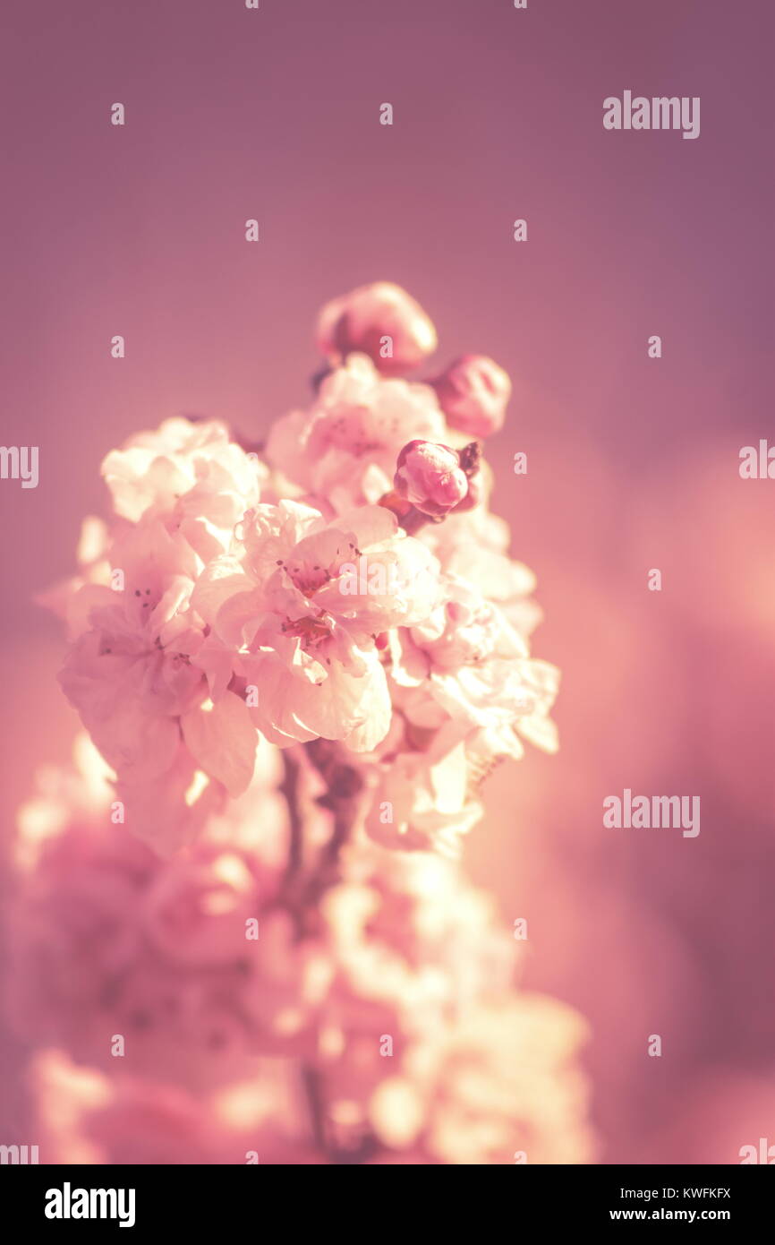 Monotone in nature hi-res stock photography and images - Alamy