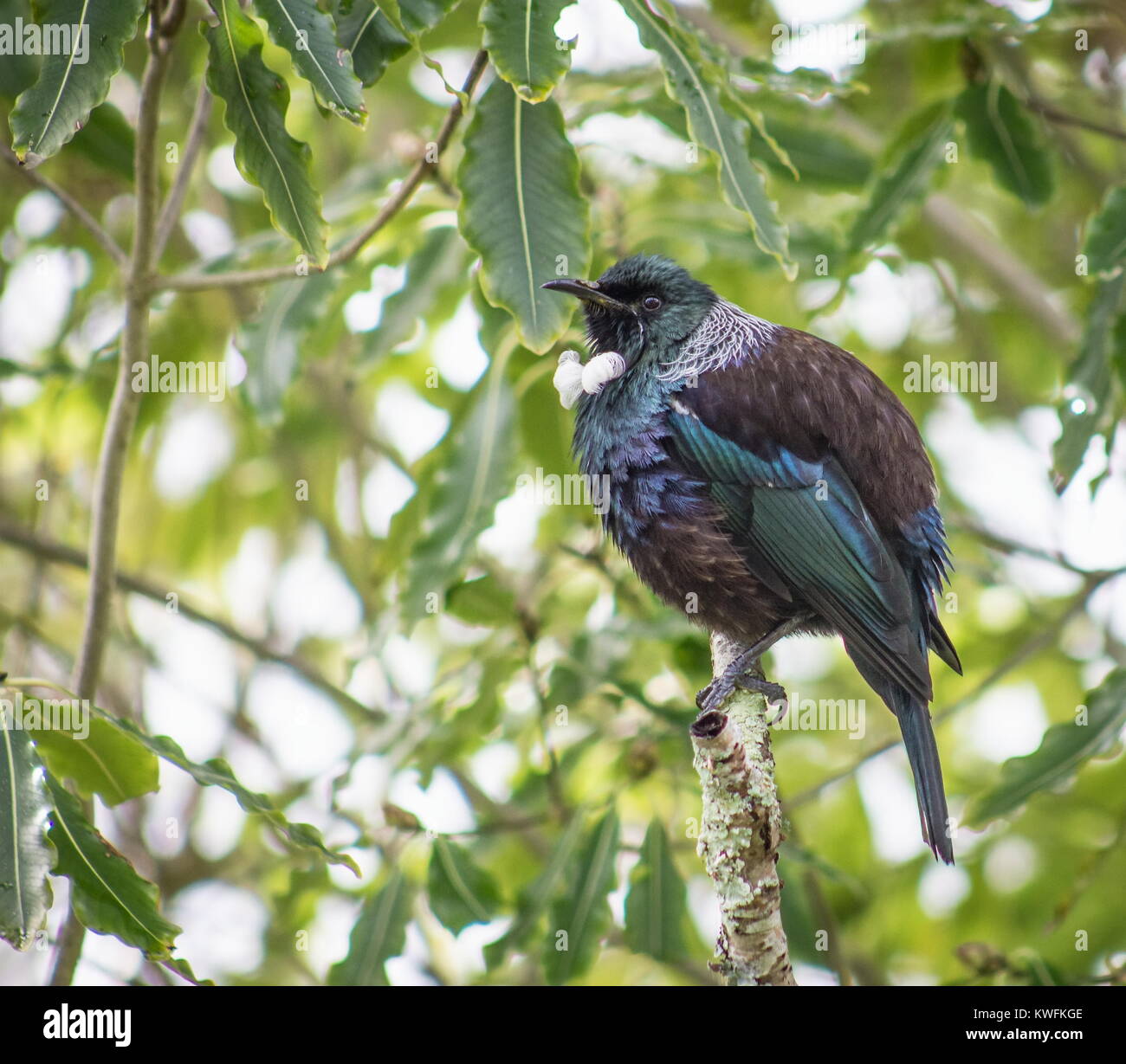 Tui bird hi-res stock photography and images - Alamy
