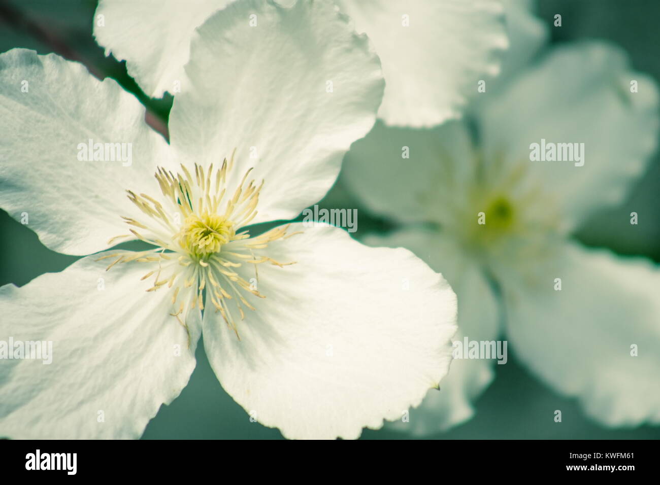 Clematis Montana flowers Stock Photo - Alamy