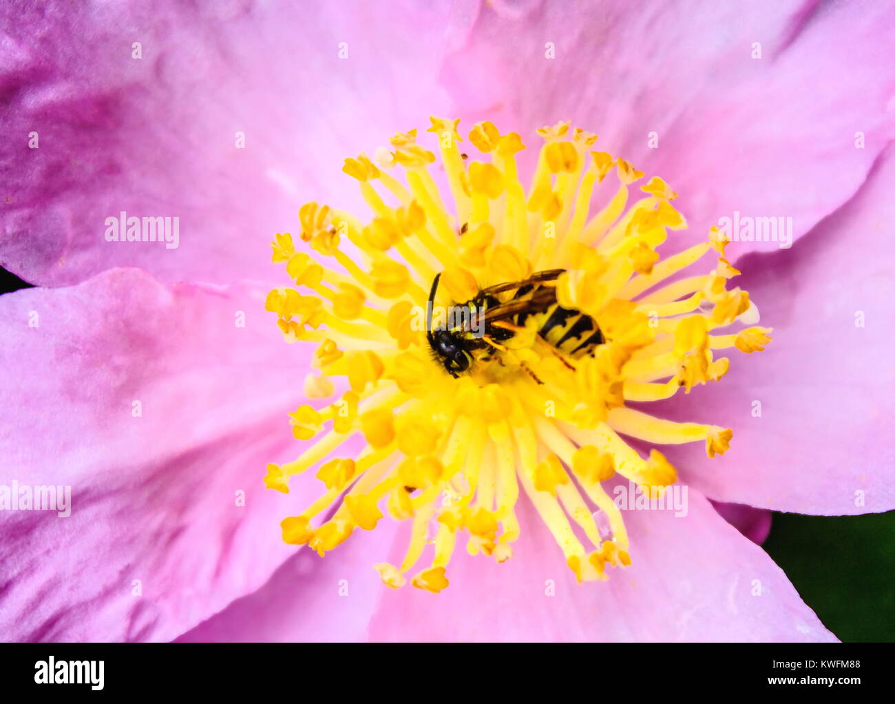 Sleep Insect High Resolution Stock Photography and Images - Alamy