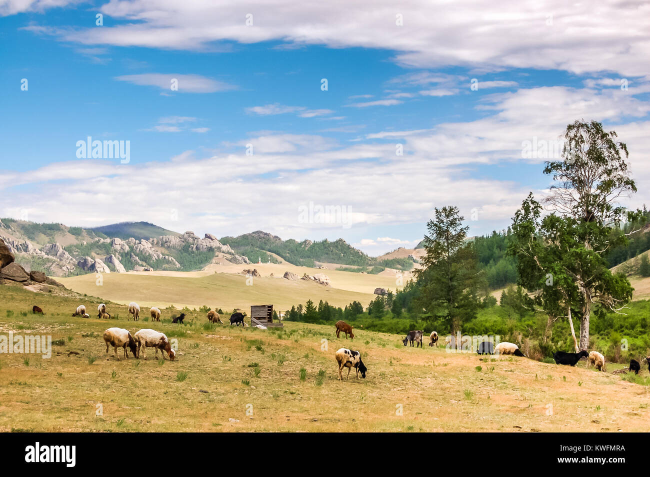 Mongolia sheep hi-res stock photography and images - Alamy