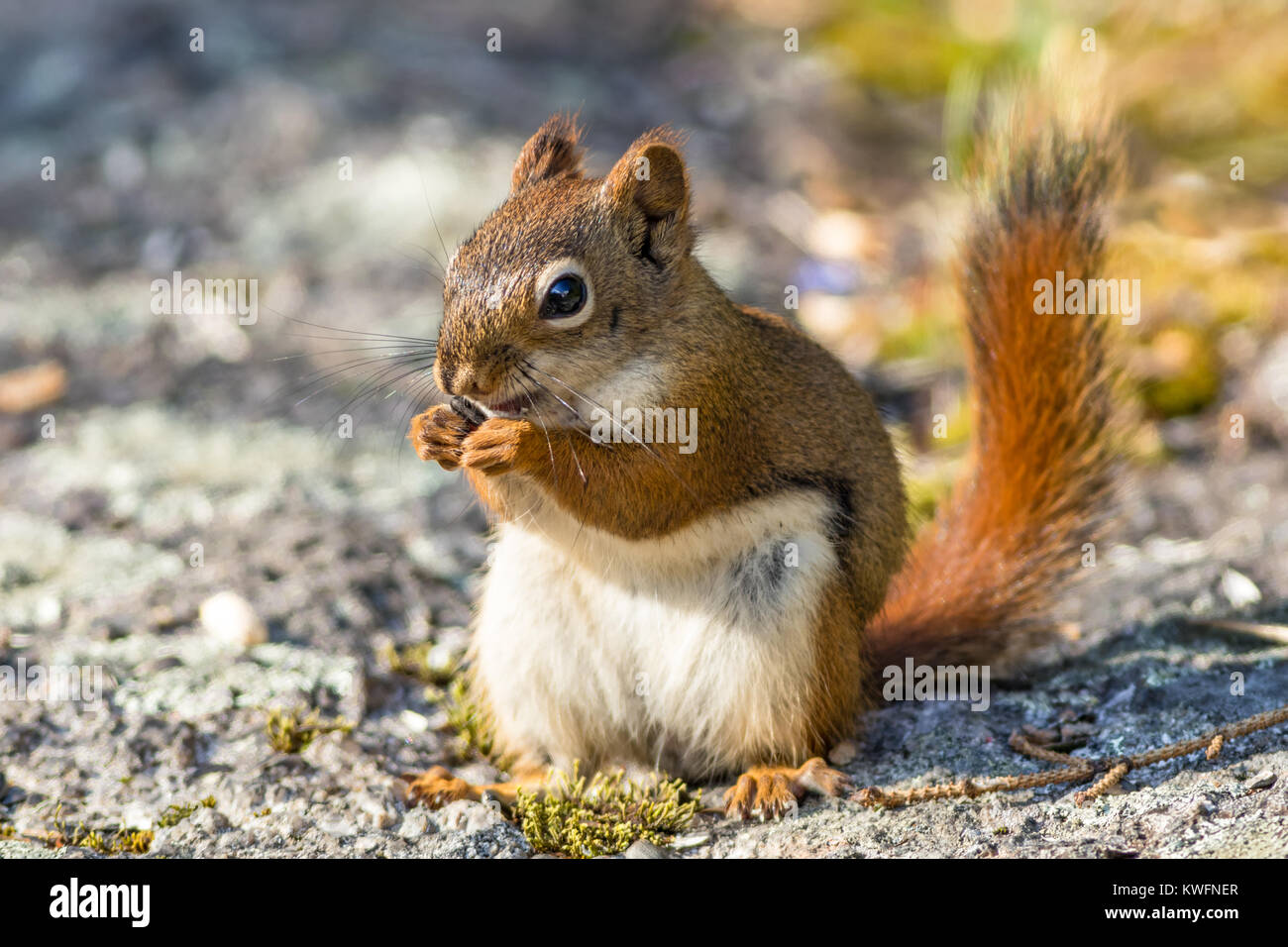 Funny little American Red Squirrel (Tamiasciurus hudsonicus) poses in ...
