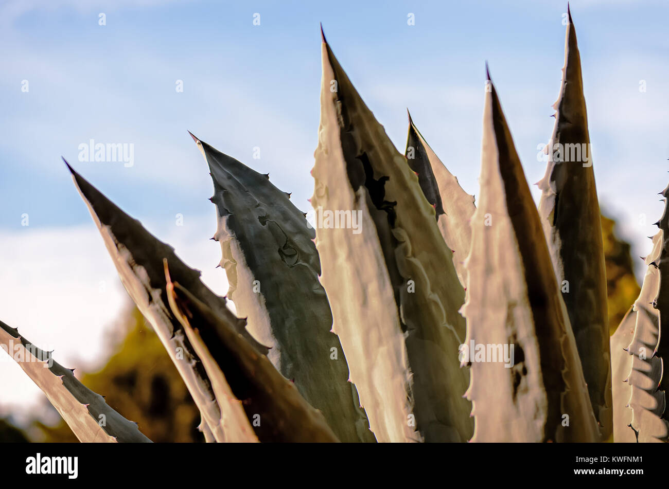 Long, sharp, thorny leaves of a cactus plant on a multi-colored green ...