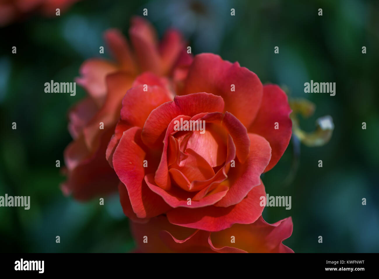 Delicate red creamy rose flower on a blurred green background on a ...