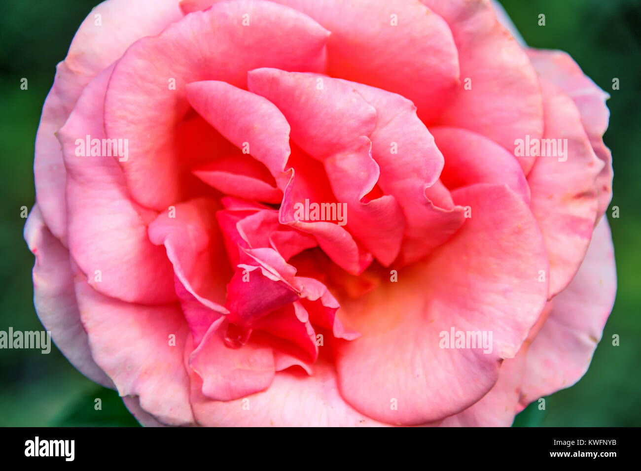 Delicate red creamy rose flower on a blurred green background on a ...