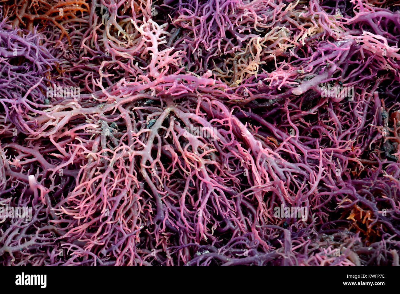 seaweed in the drying process Stock Photo - Alamy