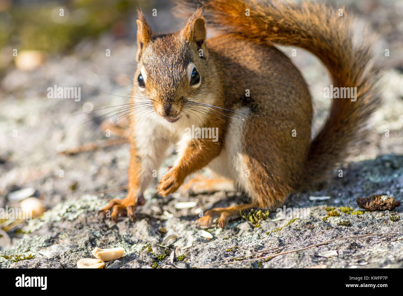 Funny little American Red Squirrel (Tamiasciurus hudsonicus) poses in ...