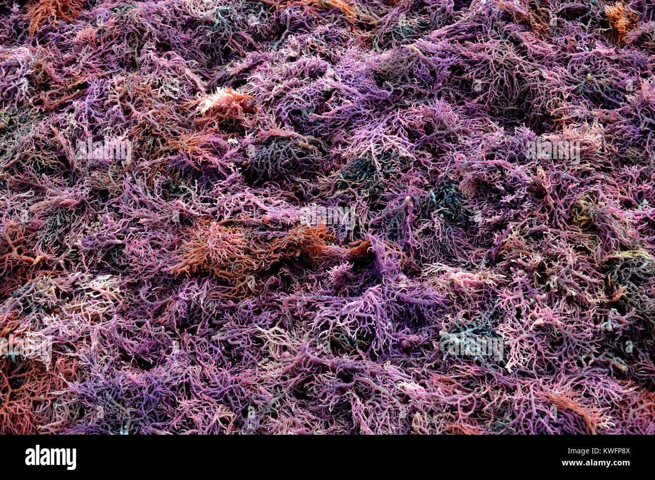 seaweed in the drying process Stock Photo - Alamy