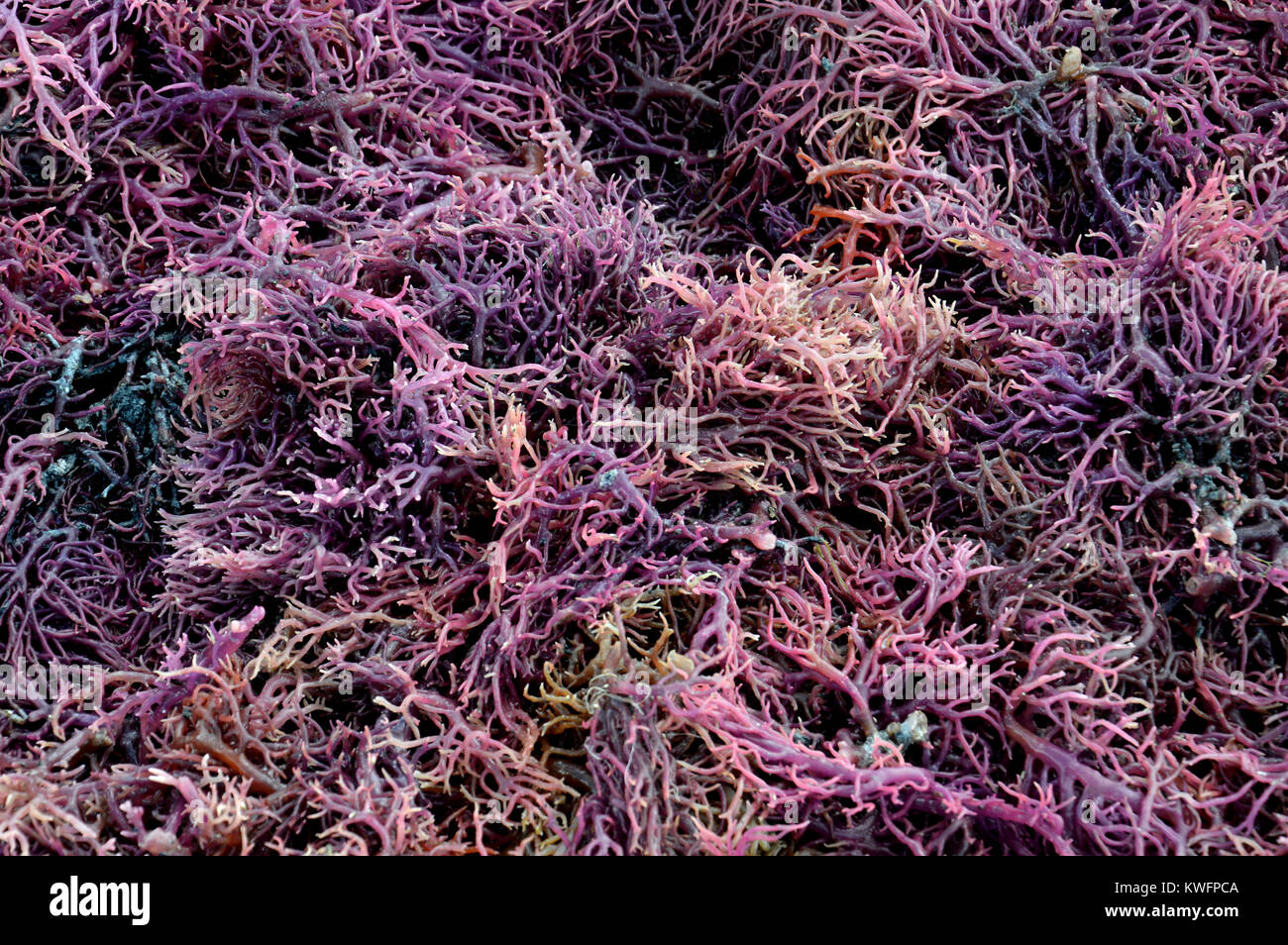 seaweed in the drying process Stock Photo - Alamy