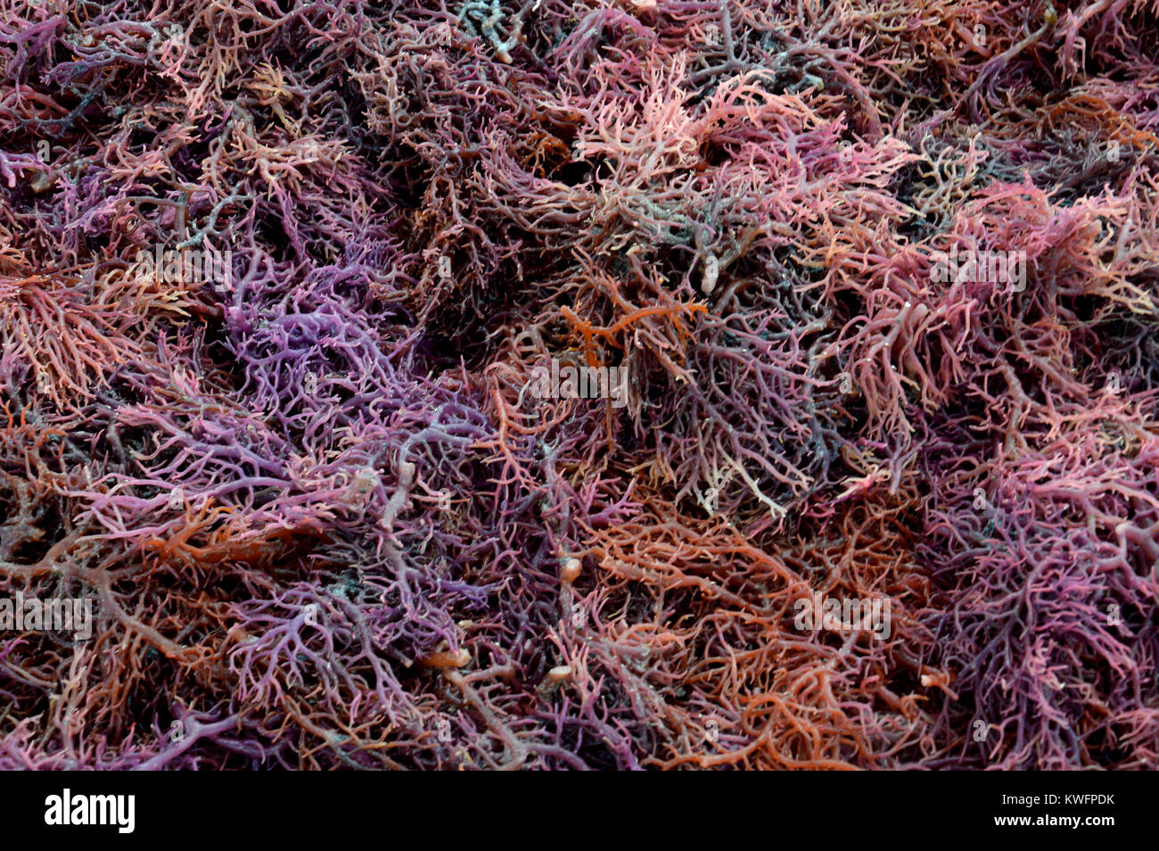 seaweed in the drying process Stock Photo - Alamy