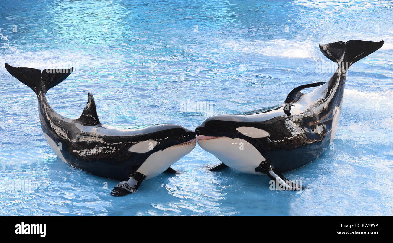 ORLANDO, FL - AUGUST 15: SeaWorld has announced a new 10 million-gallon ...