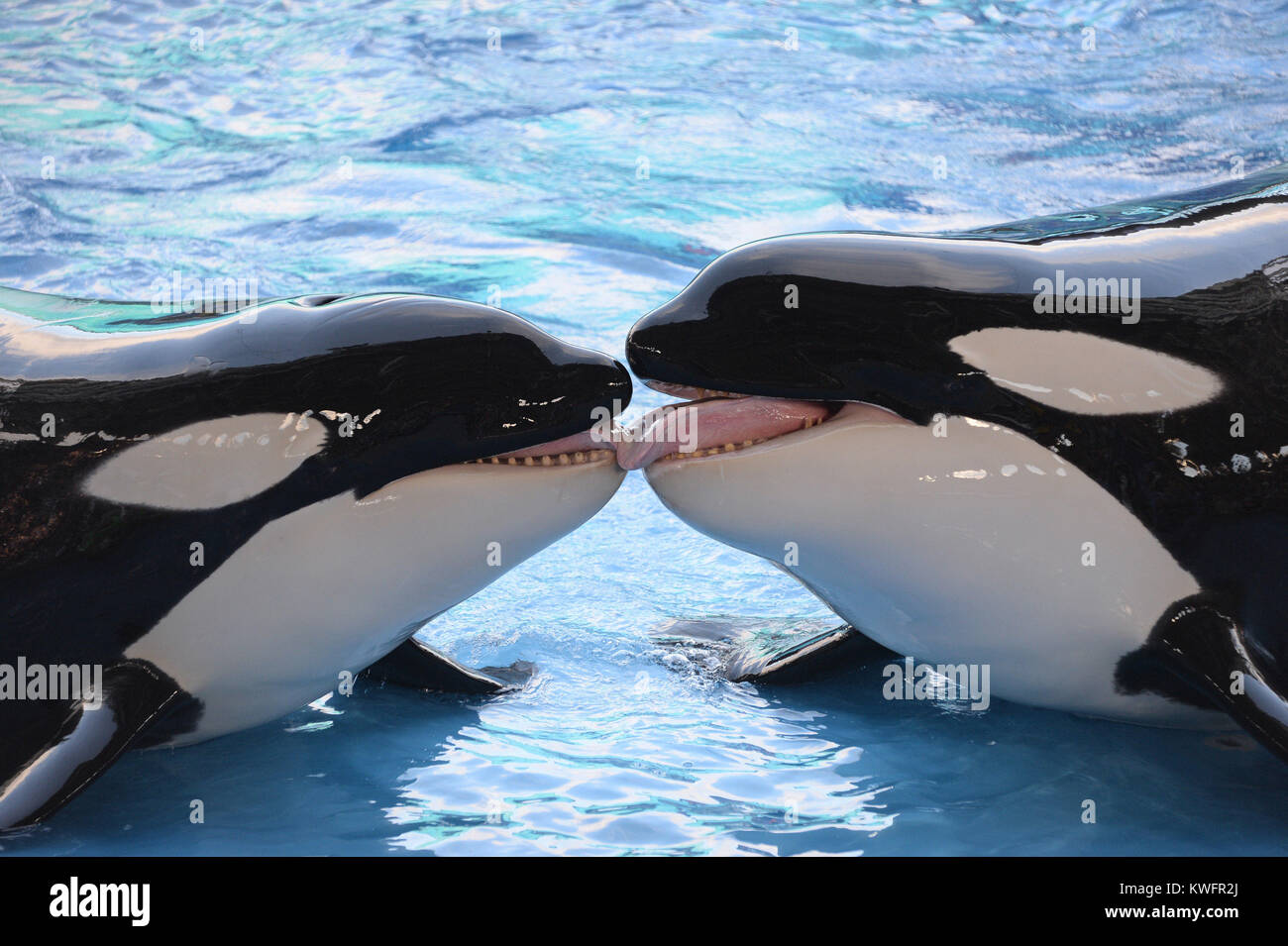 ORLANDO, FL - AUGUST 15: SeaWorld has announced a new 10 million-gallon ...