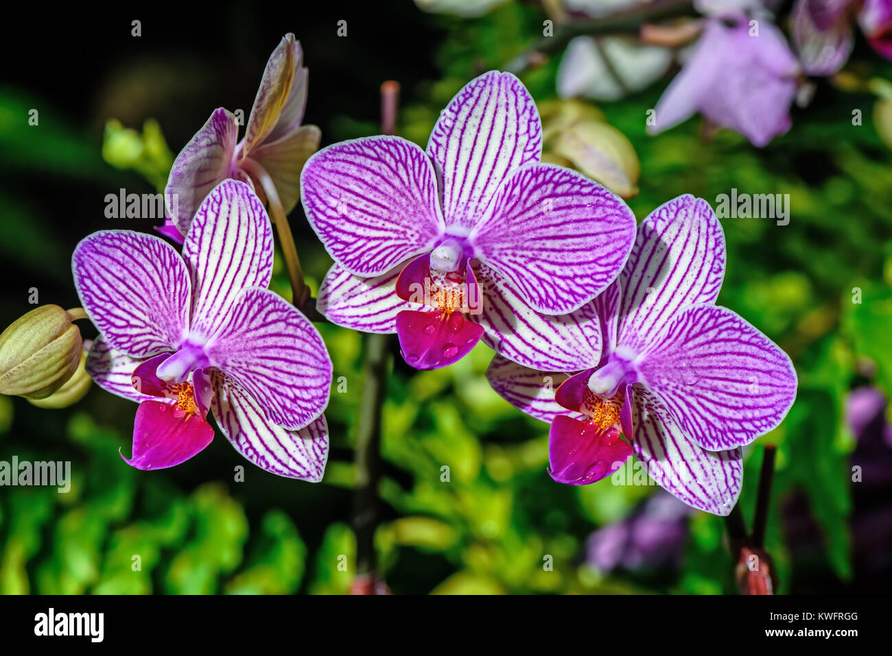Lilac white delicate violet flowers on a blurred summer background on a ...