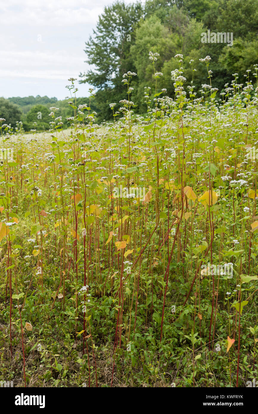 Buckwheat field, Fukagawa City, Hokkaido, Japan Stock Photo - Alamy