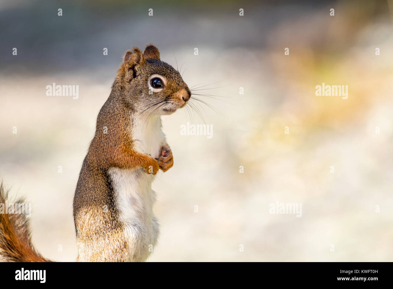 American Red Squirrel (Tamiasciurus hudsonicus) stands with hands ...