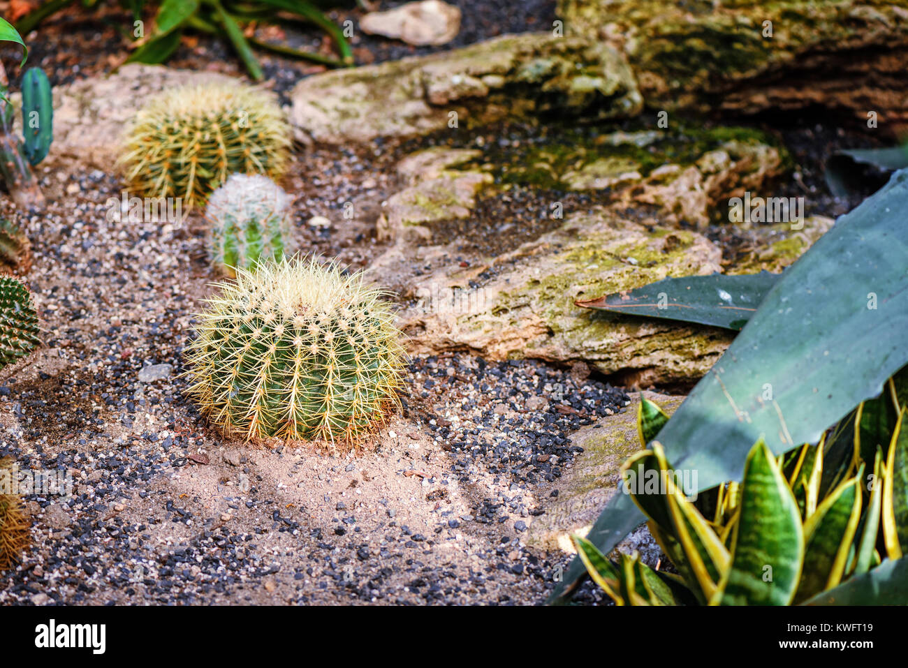 green, prickly cactus flower in a summer, clear day Stock Photo - Alamy