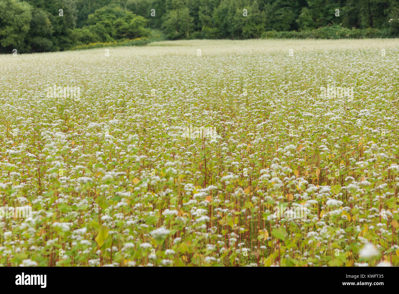 Buckwheat field, Fukagawa City, Hokkaido, Japan Stock Photo - Alamy
