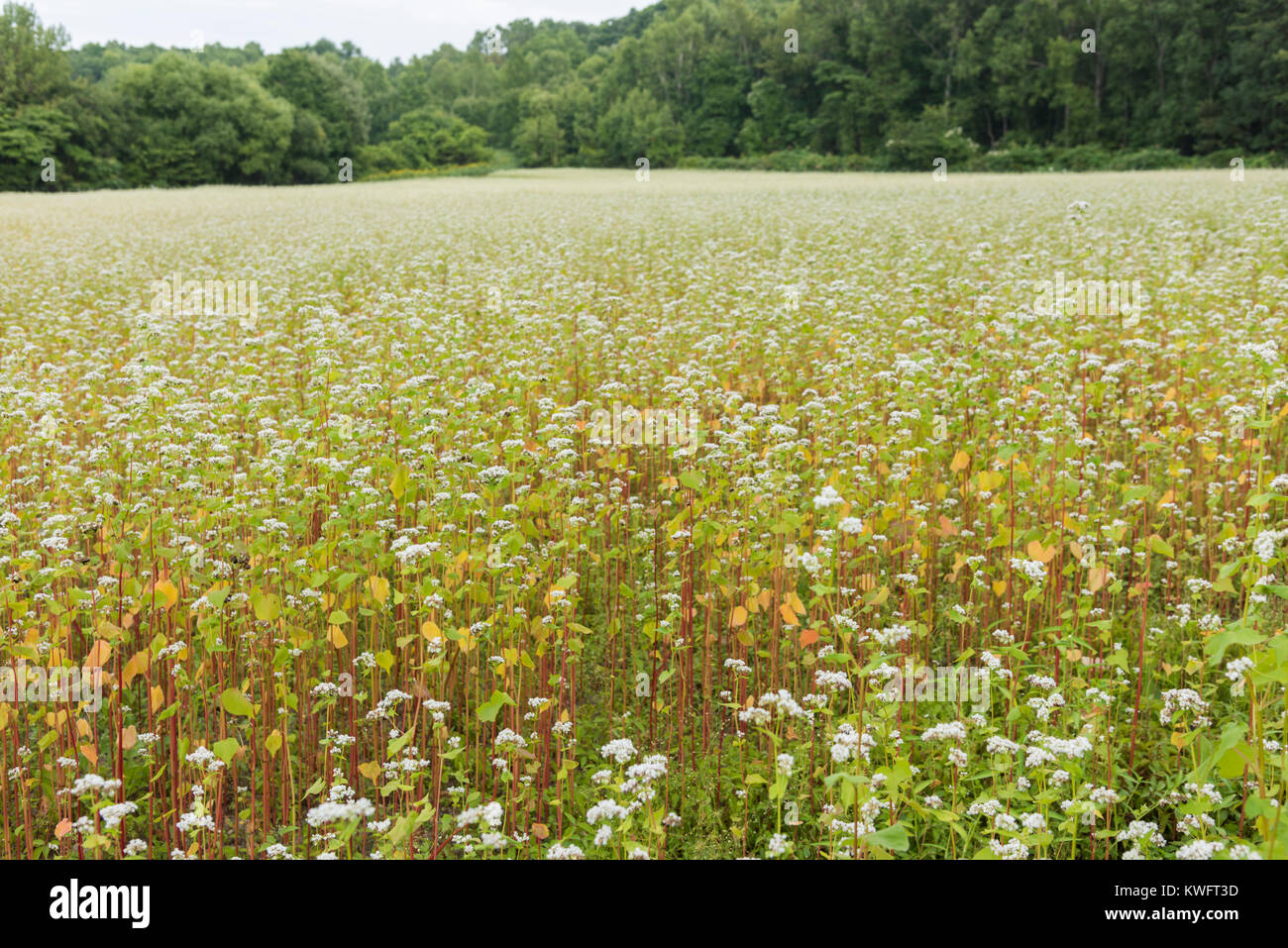 Buckwheat field, Fukagawa City, Hokkaido, Japan Stock Photo - Alamy