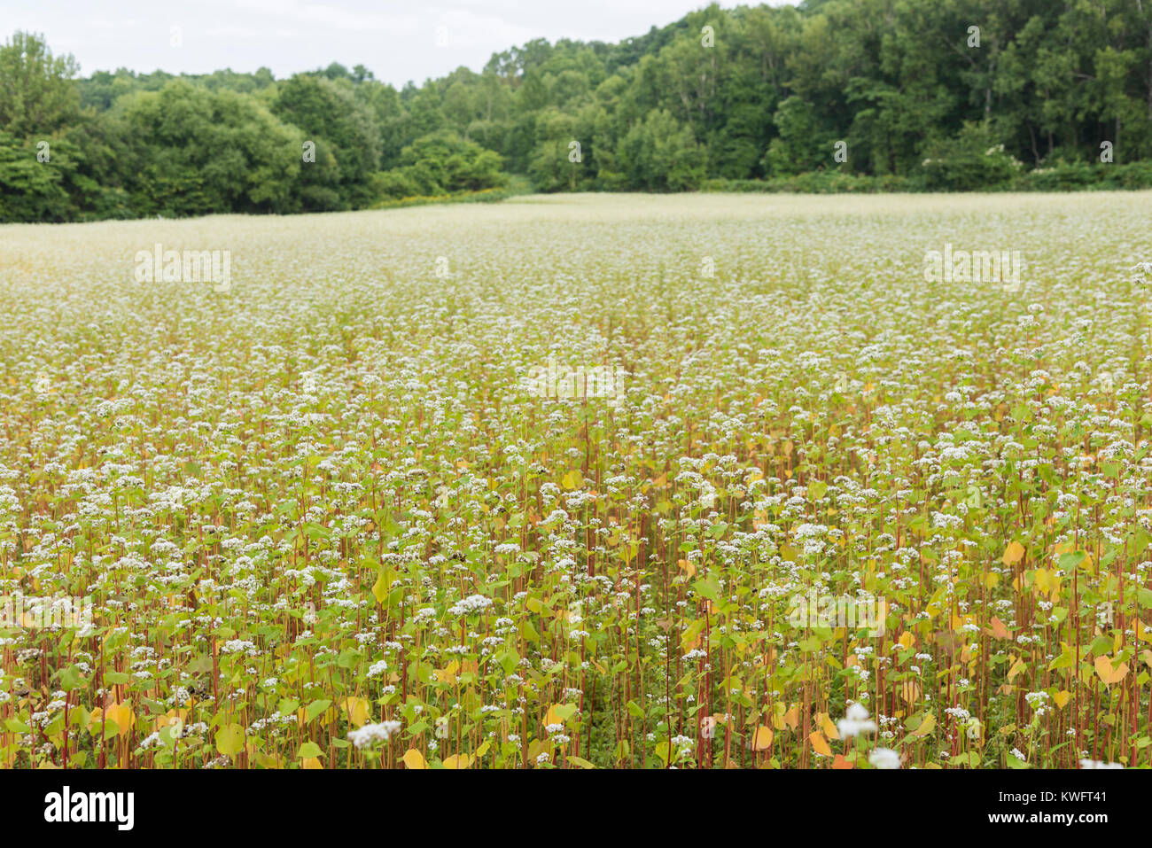 Buckwheat field, Fukagawa City, Hokkaido, Japan Stock Photo - Alamy