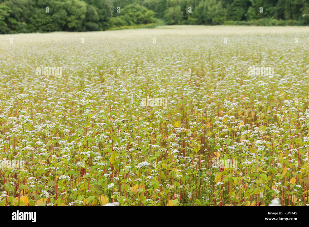 Buckwheat field, Fukagawa City, Hokkaido, Japan Stock Photo - Alamy