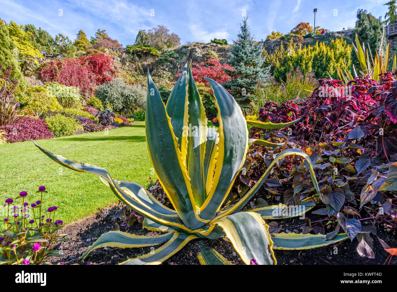 Plant with sharp leaves hi-res stock photography and images - Alamy